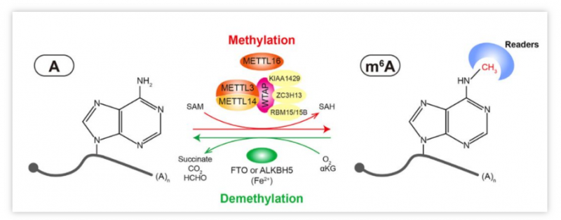 伯豪生物 | Cancer Cell | 肿瘤编码与非编码 RNA m6A 修饰研究进展综述 科研动态 上海伯豪生物技术有限公司 服务科技创新，护航人类健康！
