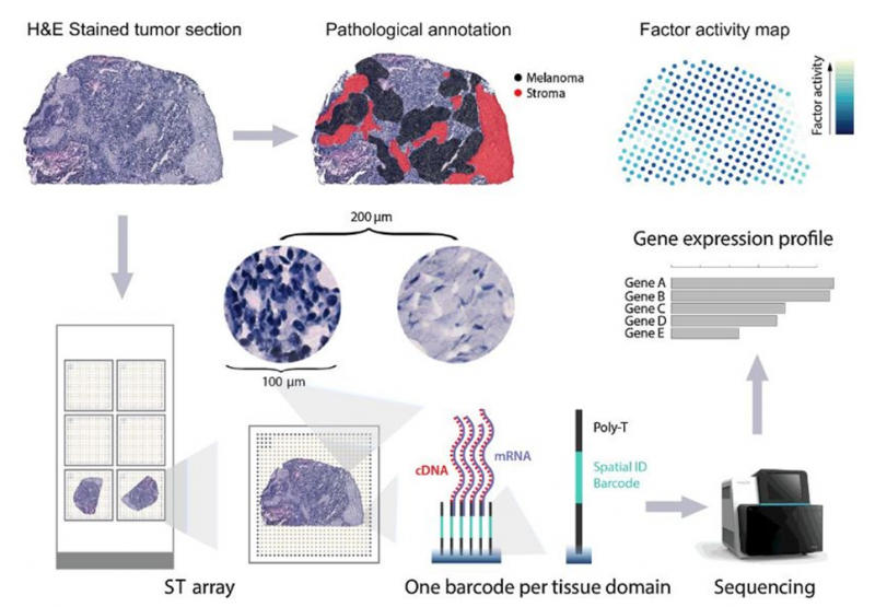 10X Genomic Visium 空间基因表达 科研服务 伯豪生物-高通量测序,基因芯片,基因测序,二代测序,三代测序,生信分析等分子生物 ...