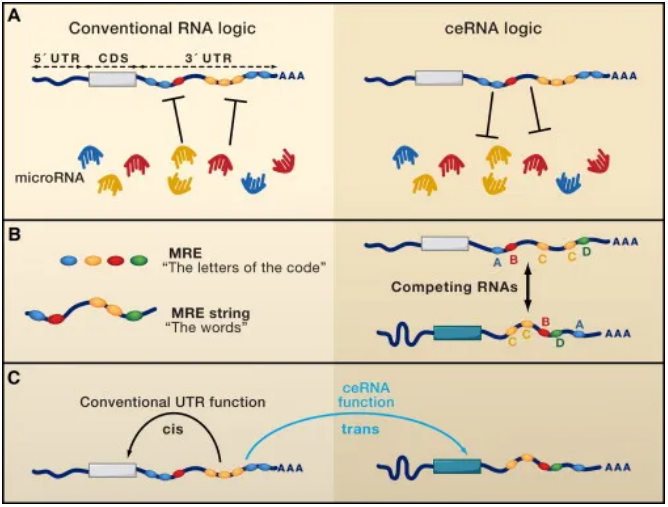 锁定！ceRNA 研究思路！ 科研动态 上海伯豪生物技术有限公司 服务科技创新，护航人类健康！