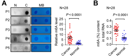 IF>10│常见肿瘤 RNA m6A 修饰研究的发文套路解析 科研动态 上海伯豪生物技术有限公司 服务科技创新，护航人类健康！