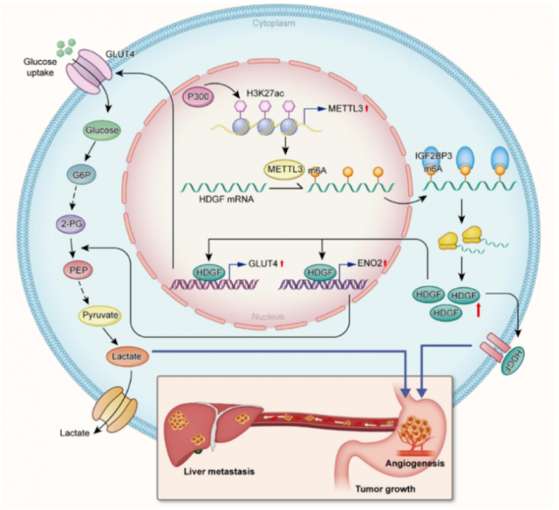 IF>10│常见肿瘤 RNA m6A 修饰研究的发文套路解析 科研动态 上海伯豪生物技术有限公司 服务科技创新，护航人类健康！