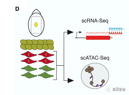 scRNA-seq & scATAC-seq 揭示如何刺激新生毛囊促进创面愈合 科研动态 上海伯豪生物技术有限公司 服务科技创新，护航人类健康！