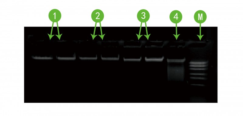 动物组织 DNA 提取试剂盒 科研服务 上海伯豪生物技术有限公司 服务科技创新，护航人类健康！